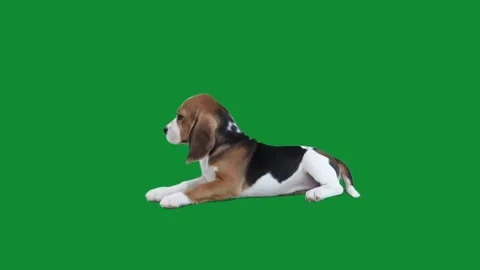 dog on a green screen | Stock Video | Pond5