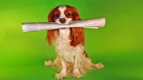 Dog With Newspaper Stock Videos – Royalty-Free HD & 4K Videos