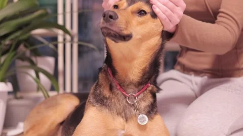 A dog is a human best friend. The owner ... | Stock Video | Pond5