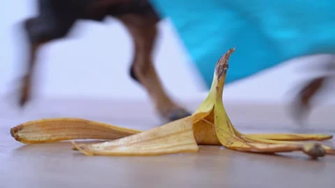 Banana Dog Stock Videos – Royalty-Free HD & 4K Videos | Pond5