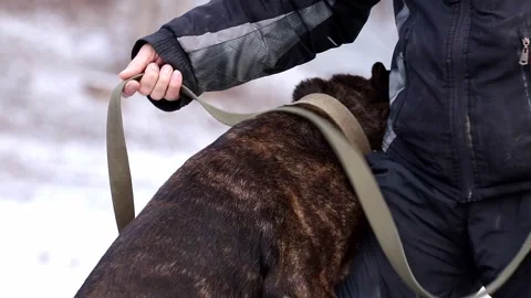 Hund Paarung Stock Videos – Royalty-Free HD & 4K Videos