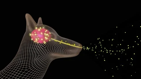 Dog inhaling molecules through nose . 3d... | Stock Video | Pond5