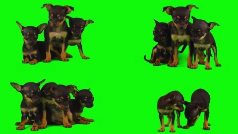 Green Screen Dog Stock Footage ~ Royalty Free Stock Videos | Page 8