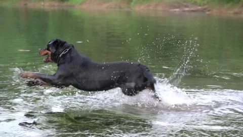 Dog jump into lake with a splash and swi... | Stock Video | Pond5