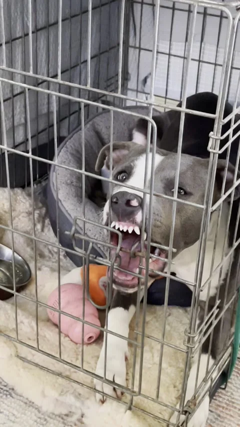 Neuter Dog Stock Video Footage | Royalty Free Neuter Dog Videos | Pond5