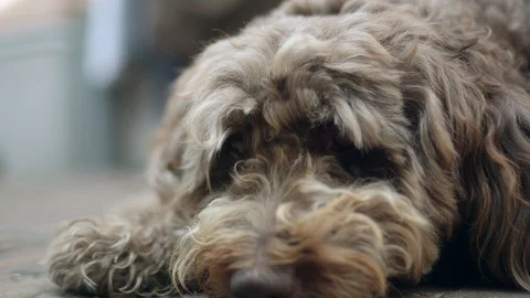 Frown Dog Stock Videos – Royalty-Free HD & 4K Videos | Pond5