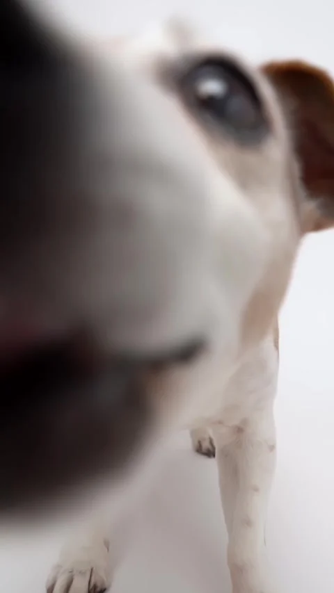 Dog licking screen. Hungry cute pet Jack... | Stock Video | Pond5