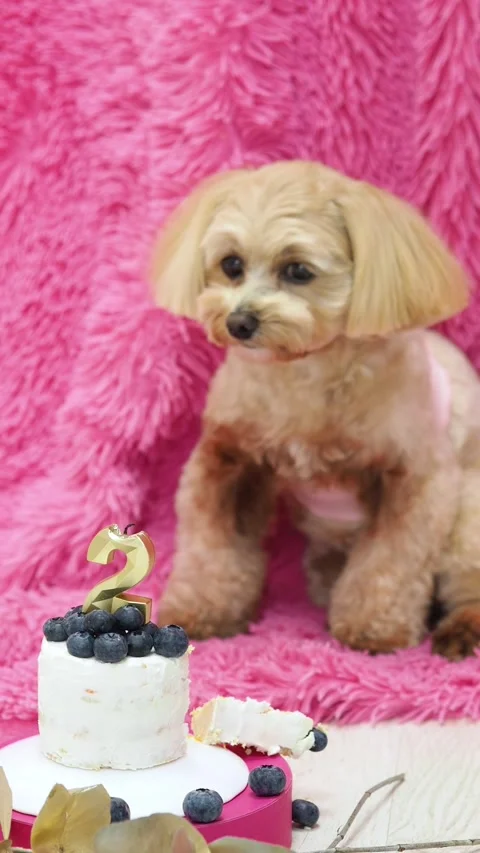 Next Day Pets Stock Videos – Royalty-Free HD & 4K Videos | Pond5