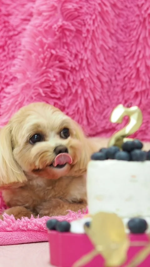 Next Day Pets Stock Videos – Royalty-Free HD & 4K Videos | Pond5