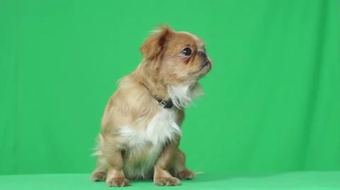 Green Screen Dog Stock Footage ~ Royalty Free Stock Videos | Pond5