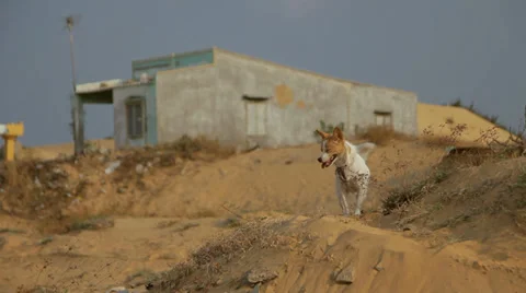 A dog is looking for something near poor... | Stock Video | Pond5