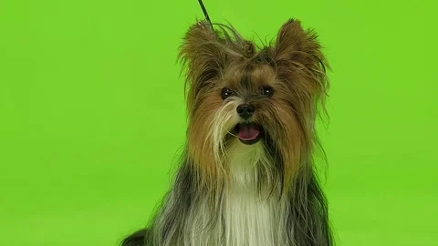 Green Screen Dog Stock Footage ~ Royalty Free Stock Videos | Page 8