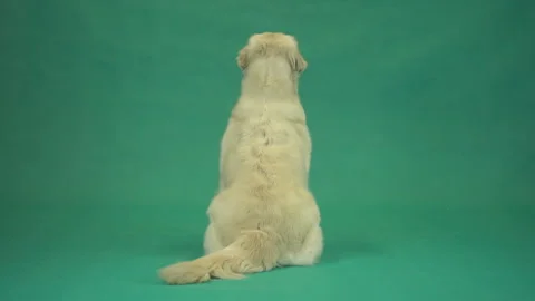 dog looks at the green screen. golden re... | Stock Video | Pond5