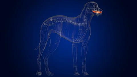 Anatomy Teeth Stock Video Footage | Royalty Free Anatomy Teeth Videos ...