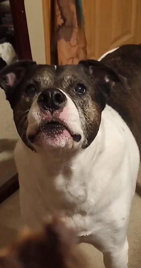 Funny Sounds For Stock Videos – Royalty-Free HD & 4K Videos | Pond5