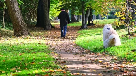 Dog Making a Poop on grass in park and f... | Stock Video | Pond5