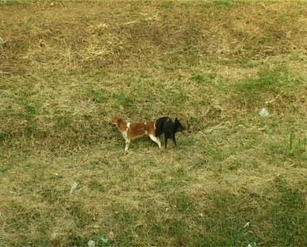 Hund Paarung Archiv-Video Footage | Royalty-free Hund Paarung Videos ...