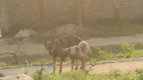 Hund Paarung Archiv-Video Footage | Royalty-free Hund Paarung Videos ...