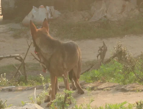 Hund Paarung Stock Videos – Royalty-Free HD & 4K Videos