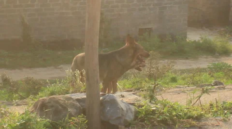 Hund Paarung Stock Videos – Royalty-Free HD & 4K Videos