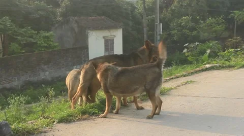 Animal Dog Mating Stock Video Footage | Royalty Free Animal Dog Mating ...