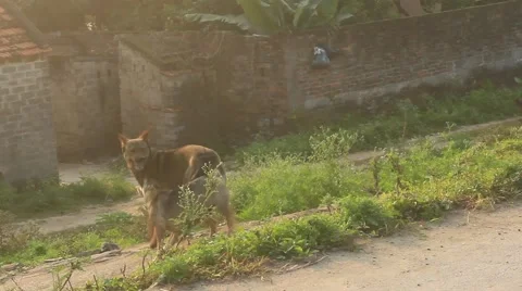 Hund Paarung Stock Videos – Royalty-Free HD & 4K Videos