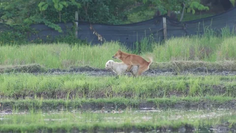 Animal Dog Mating Stock Video Footage | Royalty Free Animal Dog Mating ...