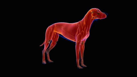 Dog Muscle Dog muscle Anatomy For Medica... | Stock Video | Pond5