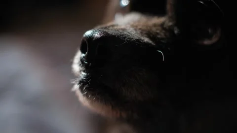 Dog nose close up. Bloodhound dog's heig... | Stock Video | Pond5