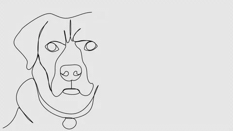 Dog Face Line Drawing Stock Footage ~ Royalty Free Stock Videos | Pond5
