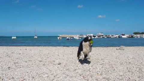 Dog playing on the beach with a ball. Bo... | Stock Video | Pond5