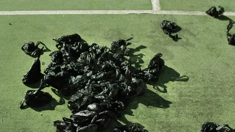 Dog Poop Stock Footage ~ Royalty Free Stock Videos | Pond5