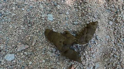 Dog Poop Stock Footage ~ Royalty Free Stock Videos | Pond5