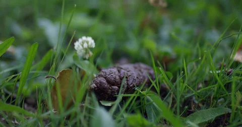 Pooping Close Up Stock Videos – Royalty-Free HD & 4K Videos