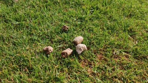 Grass Poop Stock Videos – Royalty-Free HD & 4K Videos | Page 3