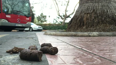 Dog poop on sidewalk in city 4k | Stock Video | Pond5