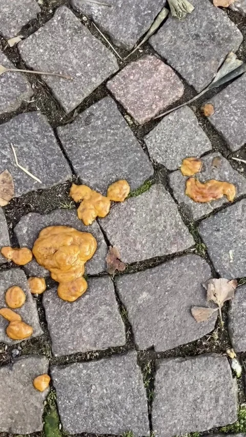 Dog Poop Stock Footage ~ Royalty Free Stock Videos | Pond5