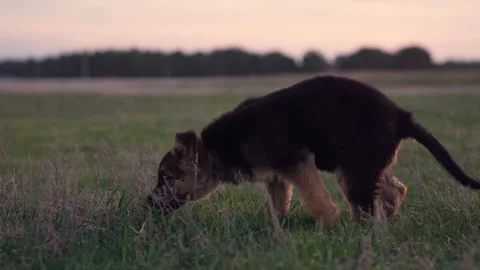 the dog is pooping. dog shit. shepherd p... | Stock Video | Pond5