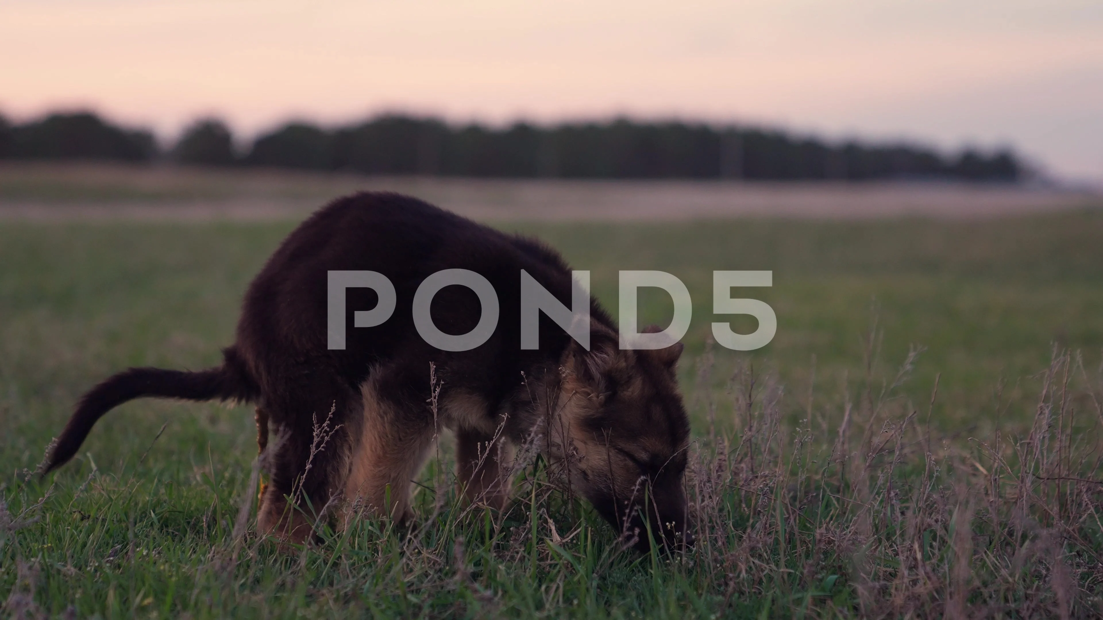 Big German Shepherd Poop