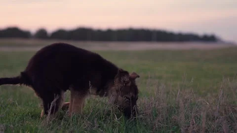 the dog is pooping. dog shit. shepherd p... | Stock Video | Pond5