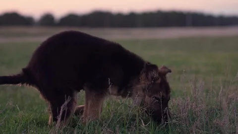 the dog is pooping. dog shit. shepherd p... | Stock Video | Pond5