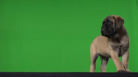 dog pug green screen | Stock Video | Pond5