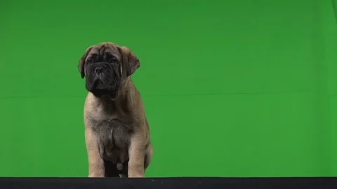 dog pug green screen | Stock Video | Pond5