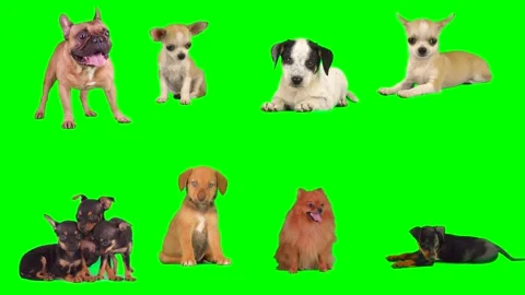 Green Screen Dog Stock Footage ~ Royalty Free Stock Videos | Page 7