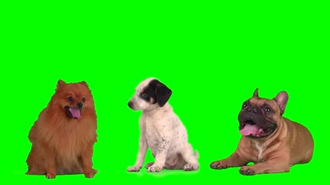 Green Screen Dog Stock Footage ~ Royalty Free Stock Videos | Page 8