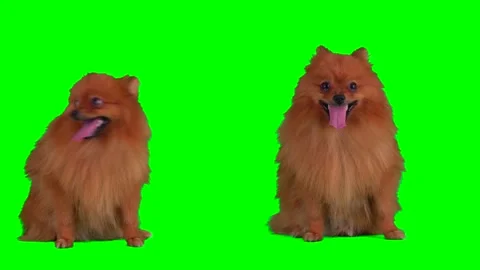 Dog puppy on green screen background set | Stock Video | Pond5
