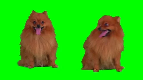 Green Screen Dog Stock Footage ~ Royalty Free Stock Videos | Page 7