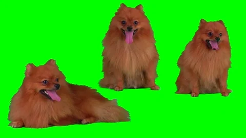 Dog puppy on green screen background set | Stock Video | Pond5