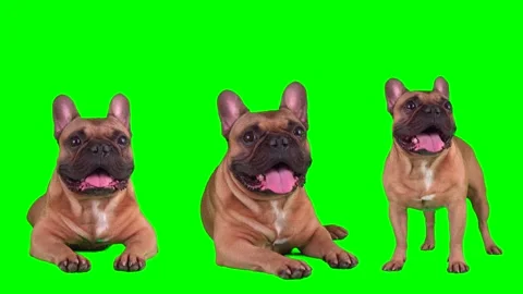 Dog puppy on green screen background set | Stock Video | Pond5