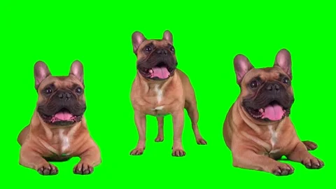 Dog puppy on green screen background set | Stock Video | Pond5